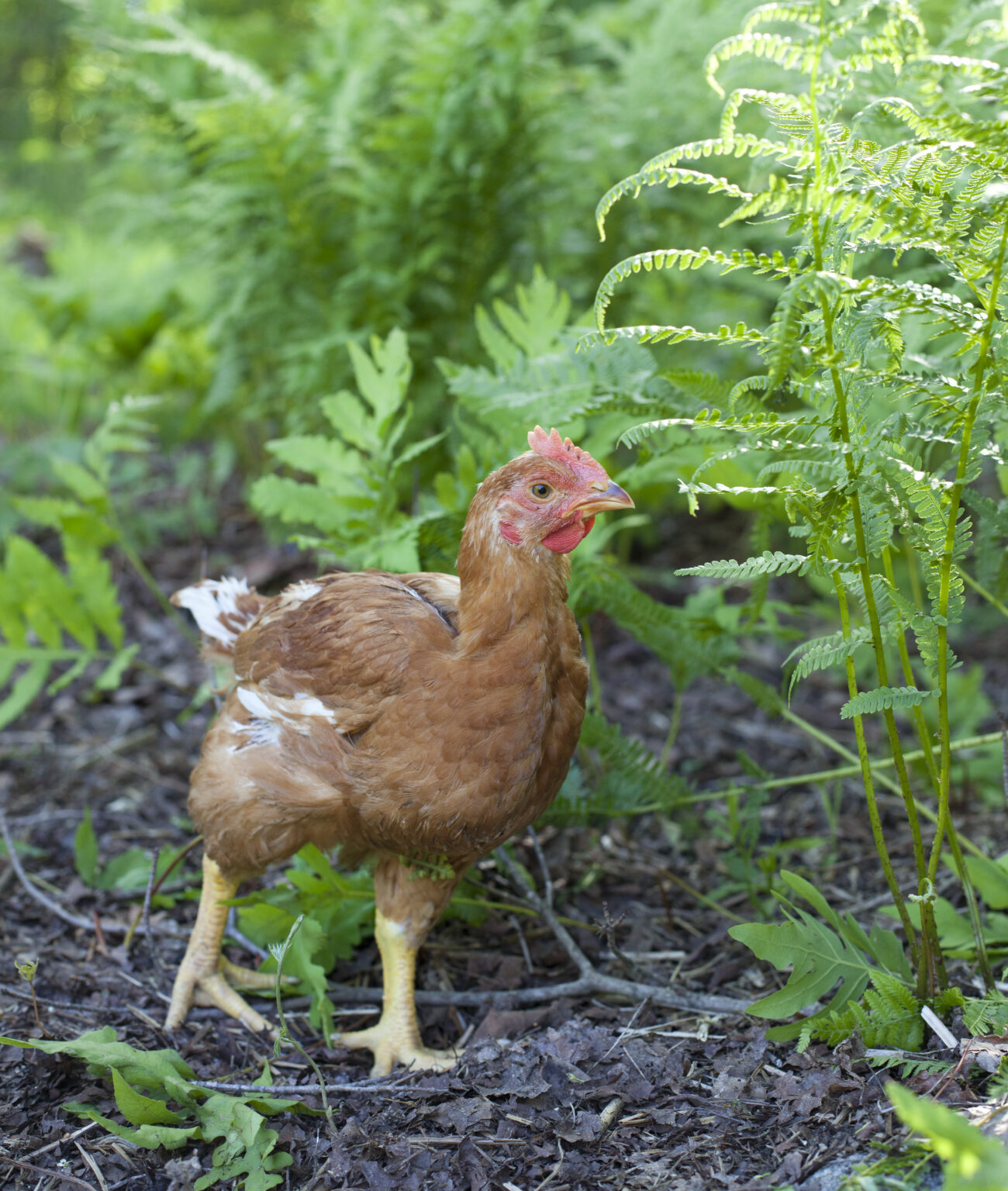 Cornish Cross Chickens vs Red Ranger Chickens - Backyard Poultry